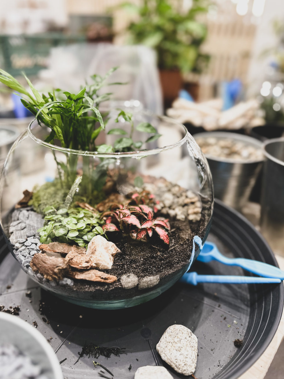 Ateliers de Terrariums pour adultes et enfants - Tinygarden.ch