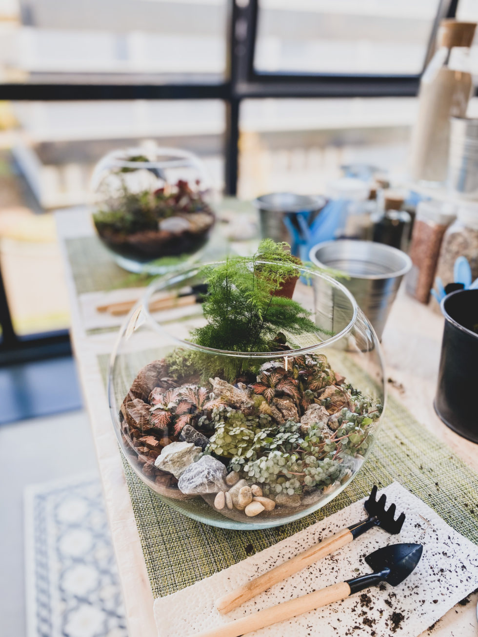 Ateliers de Terrariums pour adultes et enfants - Tinygarden.ch
