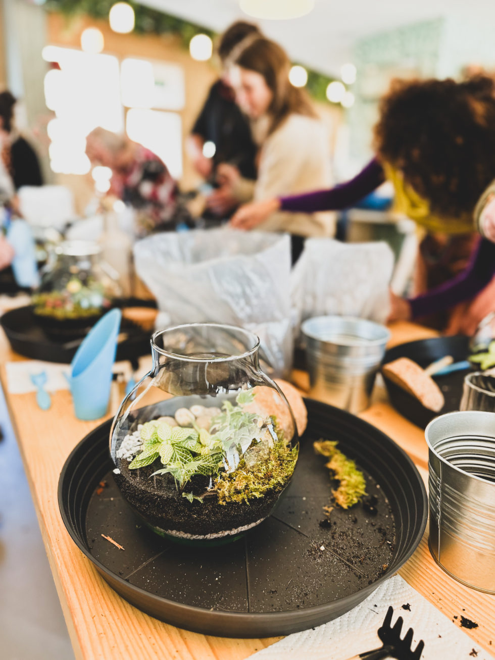 Ateliers de Terrariums pour adultes et enfants - Tinygarden.ch
